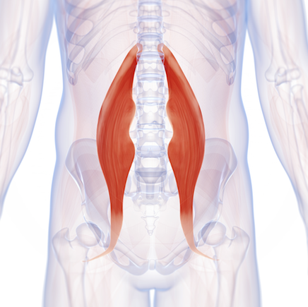 The Mighty Psoas Muscle | Bardon Osteopathy